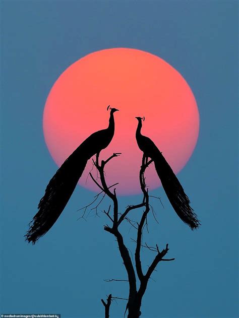 Silhouette Photography Of Two Birds At Sunset Peacock Silhouette On