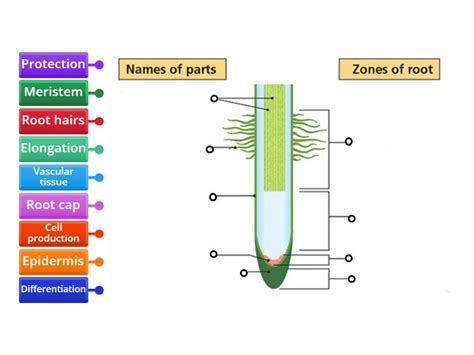 Lc Biology Root Parts And Zones Labelled Diagram