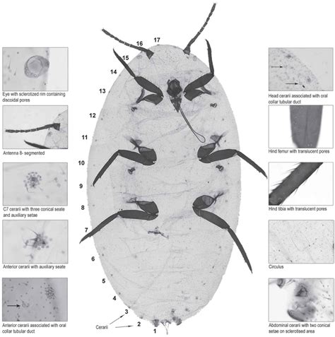 Morphological Characters Used For Identification Of Pseudococcus