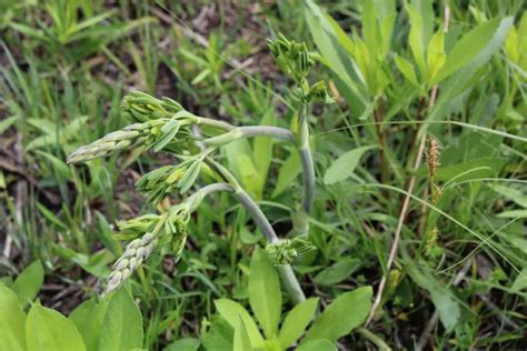 Baptisia Australis Native Plant Society Of Texas
