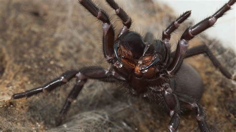 Unravelling The Mystery Of Funnel Web Spiders Jcu Australia