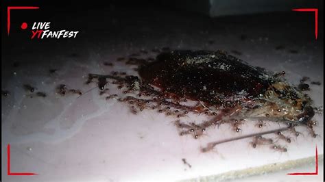 Cokroach Vs Ant Fightant Colonyinsect Fightant Fight Cockroach