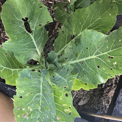 Any Help With Cauliflower I Have 6 Plants This One Has The Biggest