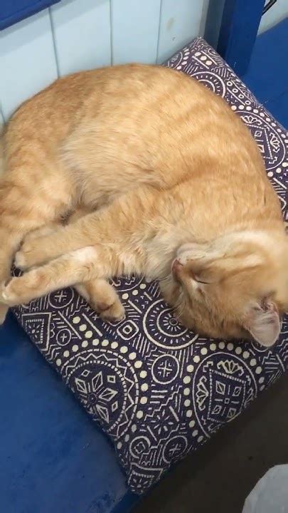 Король рудийкіт рудийкотик котики Cat Youtube