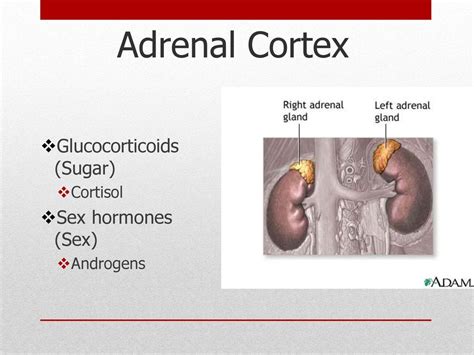Disorders Of The Endocrine Glands Ppt Download
