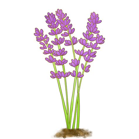 Lavender Flower Art Png