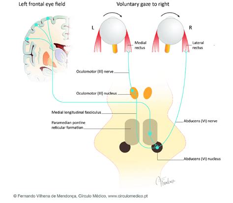 Control Of Horizontal Eye Movements Download Scientific Diagram
