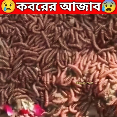 ভ য়ং ক র কবরের আজাব কতটা কঠিন 😢😰 Islamic Facts Shorts Shorts Islam History Youtubeshorts