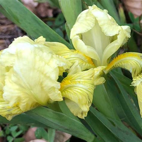 Iris Reichenbachii The Balkan Iris Nurseries Online