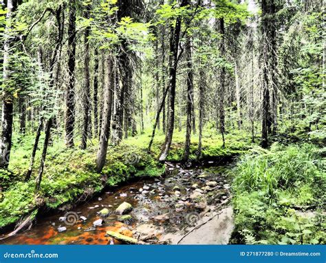 Taiga Biome Dominated By Coniferous Forests Picea Spruce Coniferous
