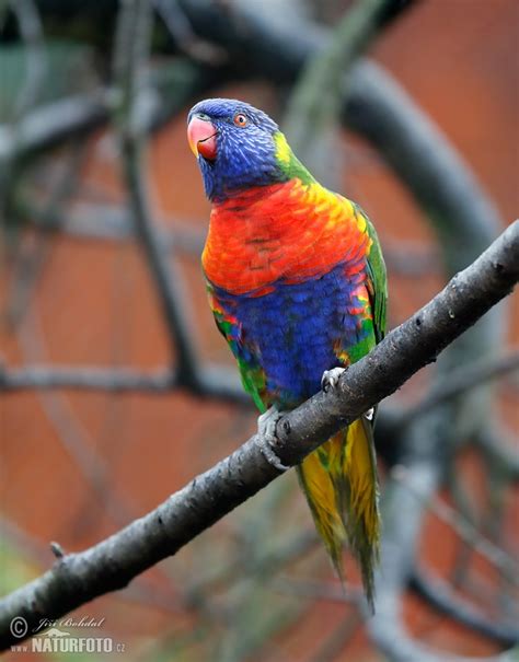 Rainbow Lorikeet Photos Rainbow Lorikeet Images Nature Wildlife Pictures Naturephoto