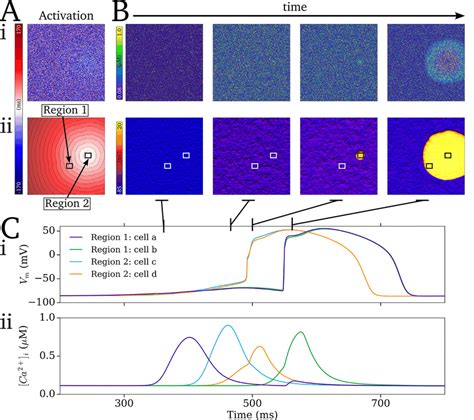 the role of electrotonic coupling in overcoming source sink mismatch