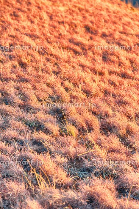 Blur In South Africa Abstract Grass Like Background Textureの写真素材