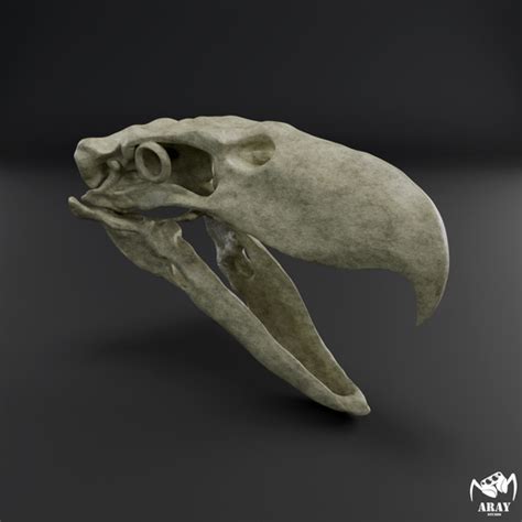 🐦 Kelenken Guillermoi Terror Bird Skull 3d Print Model・fichier 3d