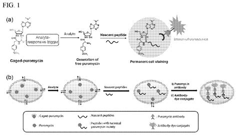 Puromycin Based Probes And Methods Of Use Thereof Eureka Patsnap