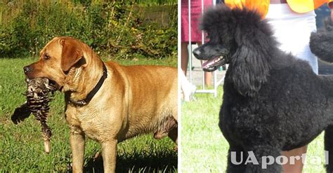 Какие породы собак легко поддаются дрессировке породы собак которых легко дрессировать