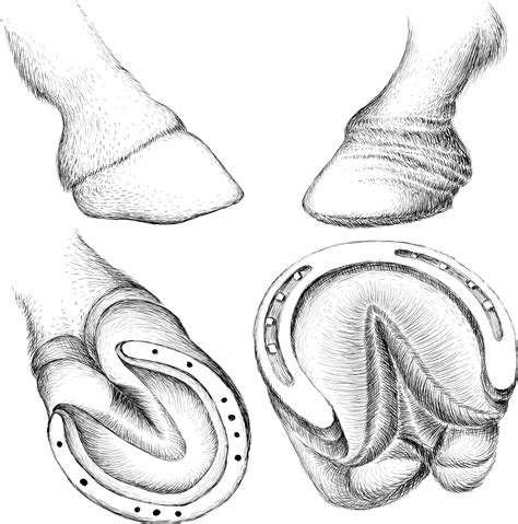 Horse Hooves Drawing