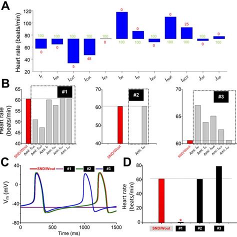 Effects Of Amiodarone On Action Potential Ap And The Heart Rate Under Download Scientific