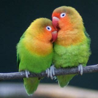 Parrots Parrot Cockatoo Birdlovers Parrotlove Birds Bird