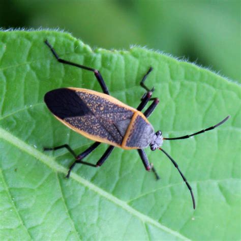 Bordered Plant Bug Species Largus Bugguide