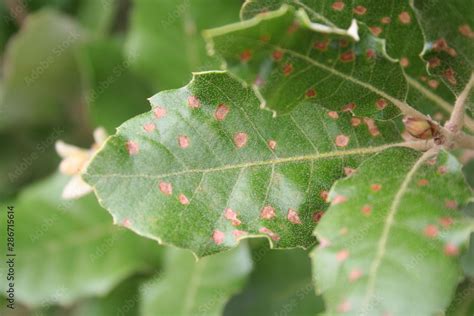 Brown Spots On Laurel Leves Laurel Bush With Disease Laurus Nobilis