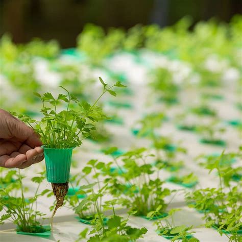 10 Best Hydroponic Herbs Hydroponicfarmtips Farming Of The Future