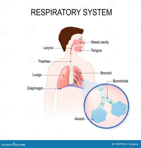 The Respiratory System Cartoon Vector 58713053