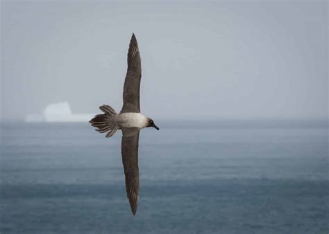 Taking Action For Albatrosses Birdlife International
