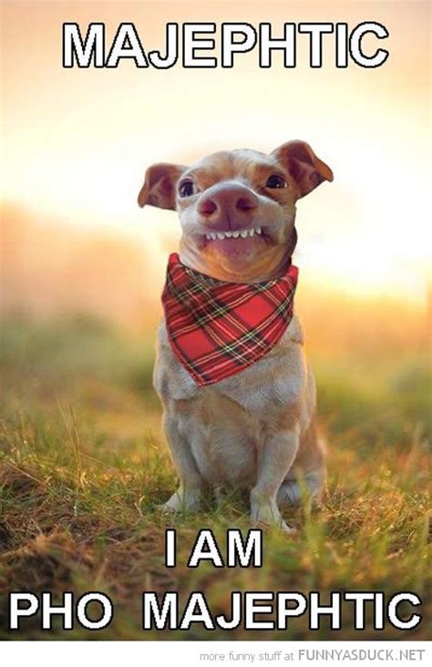 89 Best Lisp Meme Dog Images On Pinterest Tuna Dog Funny Stuff And Tuna Melts 89 Best Lisp Meme Dog Images On Pinterest Tuna Dog Funny Stuff And Tuna Melts