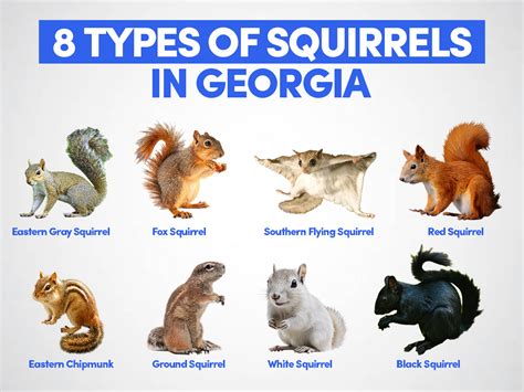 8 Types Of Squirrels In Georgia Identification And Behavior Guide