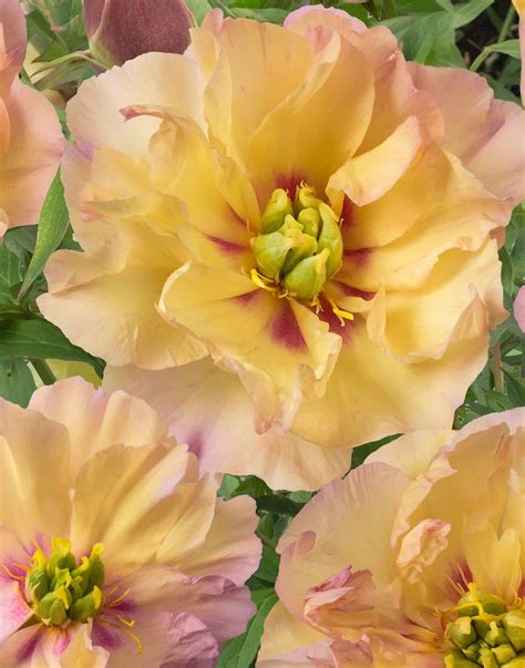 Peony Itoh Canary Brilliants Canadian Gardenerstatic