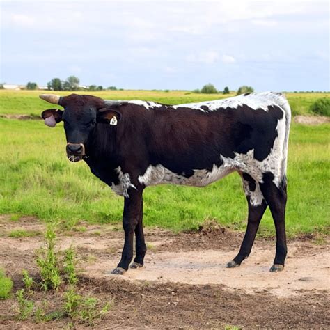 Lslh Hang Tight Honey Dy