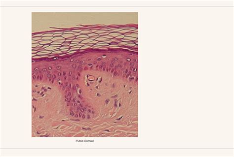 Solved Part 1 Under The Microscope Lab Tissue Types There