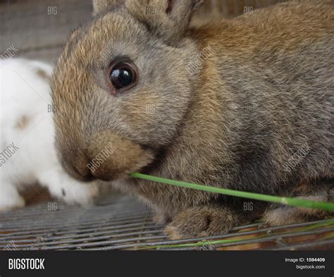Brown Bunnies
