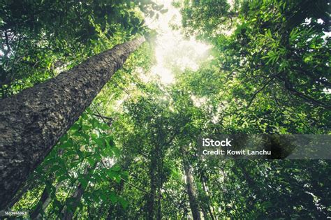 녹색 숲 배경 질감은 햇볕이 잘 드는 빛에 나뭇가지가 있다 숲의 햇빛 키 큰 나무 숲의 캐노피 환경 개념 0명에 대한 스톡 사진