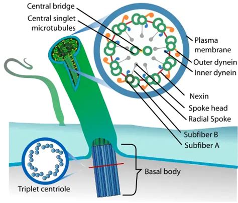 Structure And Functions Of Cilia And Flagella
