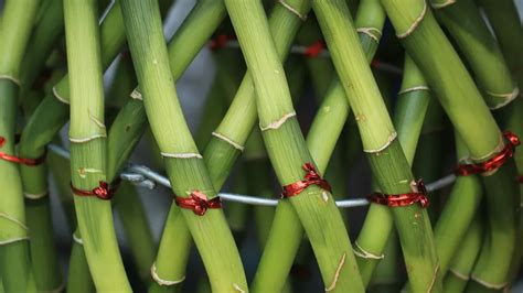 Wie Der Swift Code Der Sampath Bank Bei Überweisungen Hilft Xtransfer