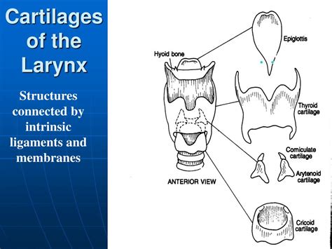 Ppt Supraglottic Glottic Subglottic Powerpoint Presentation Free