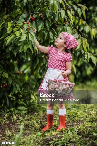 격자 무늬 드레스 머리 스카프와 고무 부츠에 귀여운 소녀는 체리를 따기 나무 이리저리 하고 바구니에 넣어 4 5세에 대한 스톡 사진 및 기타 이미지 Istock