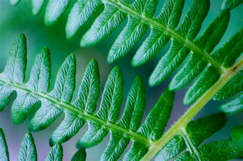 아름 다운 화려한 밝은 녹색 펀 나뭇잎 배경 매크로 보기까지 가까운 숲에서 이국적인 펀 엽 상체 잎 텍스처 0명에 대한 스톡 사진 및 기타 이미지 Istock