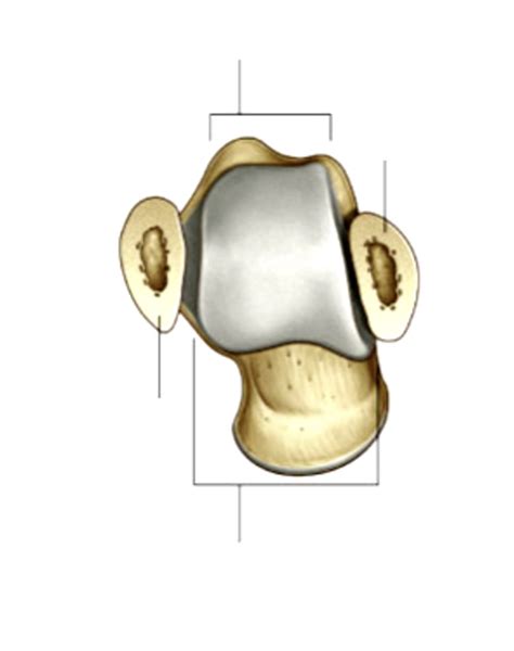 Talocrural Joint Diagram Quizlet