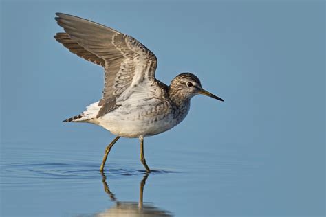 Crane Spotter A Woodsand In The Woods And Field Cranleigh Magazine