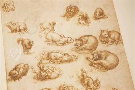 Leonardo Da Vinci Drawings Of Animals