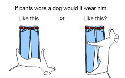 How Should Pants Wear A Dog If A Dog Wore Pants Know Your Meme