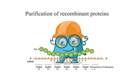 Affinity Chromatography Histidine Nickel Affinity Column Pptx