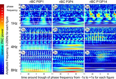 Visualization Of Cortical Network Maturation Via Phase Amplitude Download Scientific Diagram