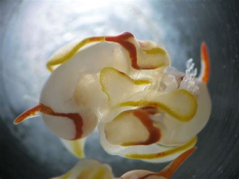 Photos Bizarre Sex Lives Of Hermaphrodite Sea Slugs Live Science
