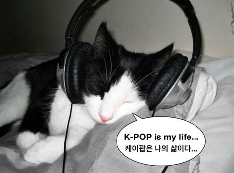 github megaptera kr web 03 project01 bohyunkang
