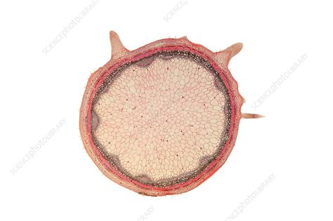 Raspberry Stem Stock Image C003 1817 Science Photo Library