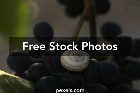 Clusterwink Snail Photos Download The Best Free Clusterwink Snail